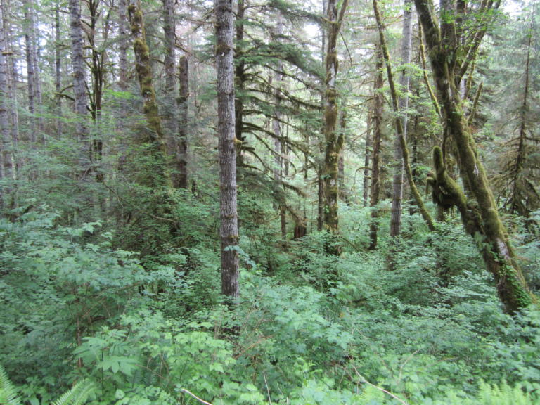 Clatsop State Forest-Jewel Meadows Area – Oregon Conservation Strategy