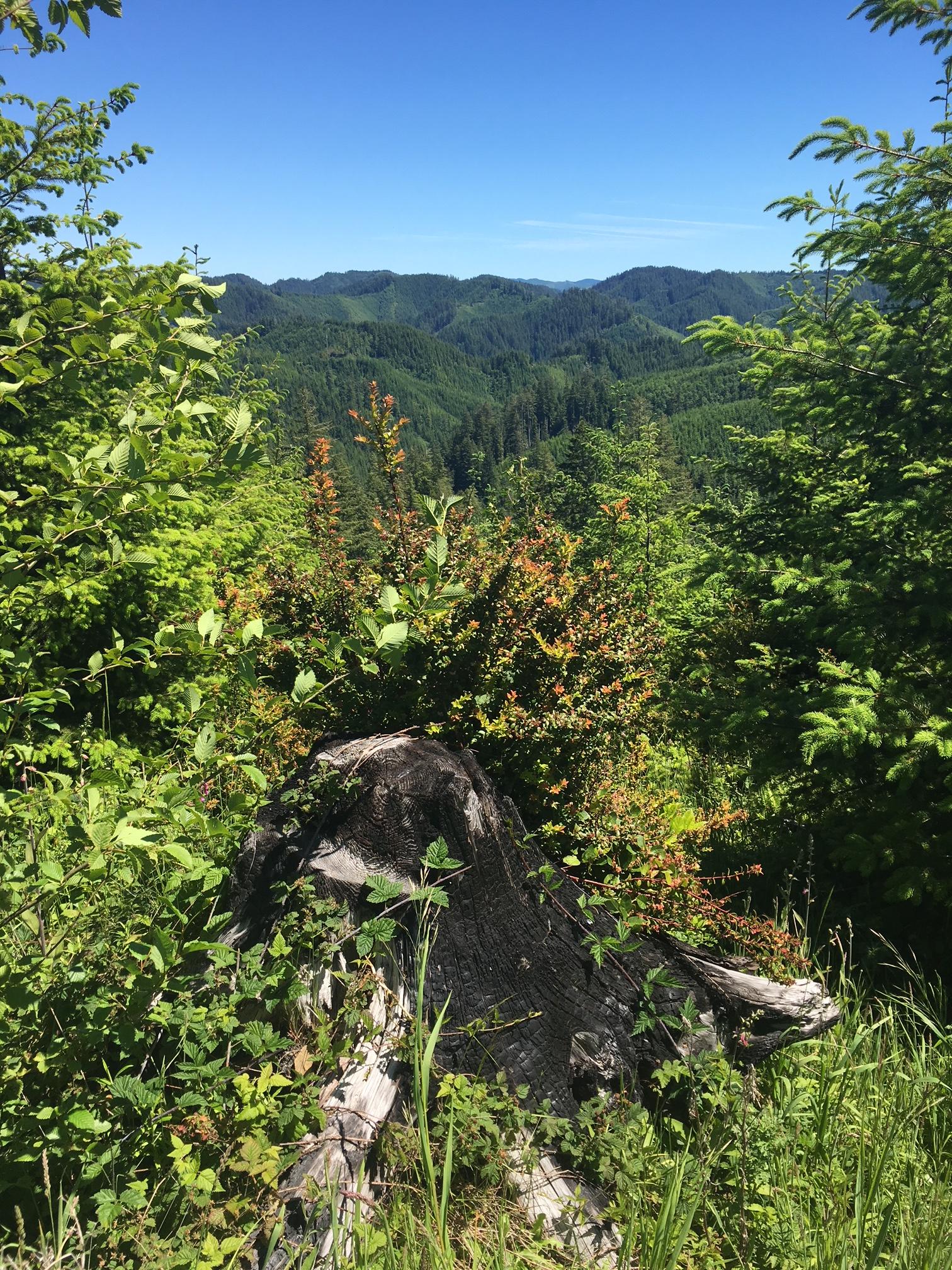 Elliot State Forest – Oregon Conservation Strategy
