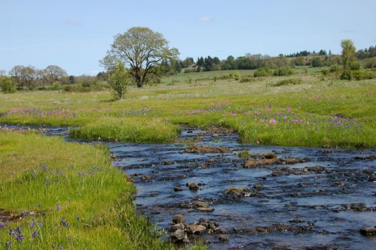 Kingston Prairie-Scio Oak Pine Savanna – Oregon Conservation Strategy