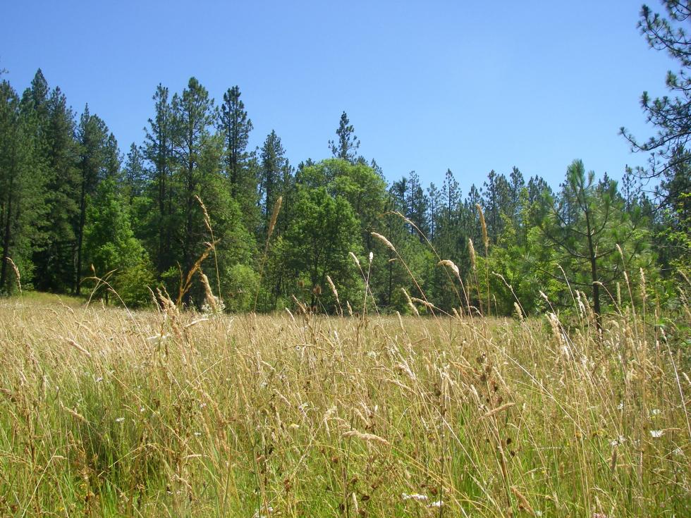 Calapooia River – Oregon Conservation Strategy