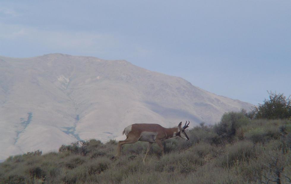 Pueblo Mountain – Oregon Conservation Strategy