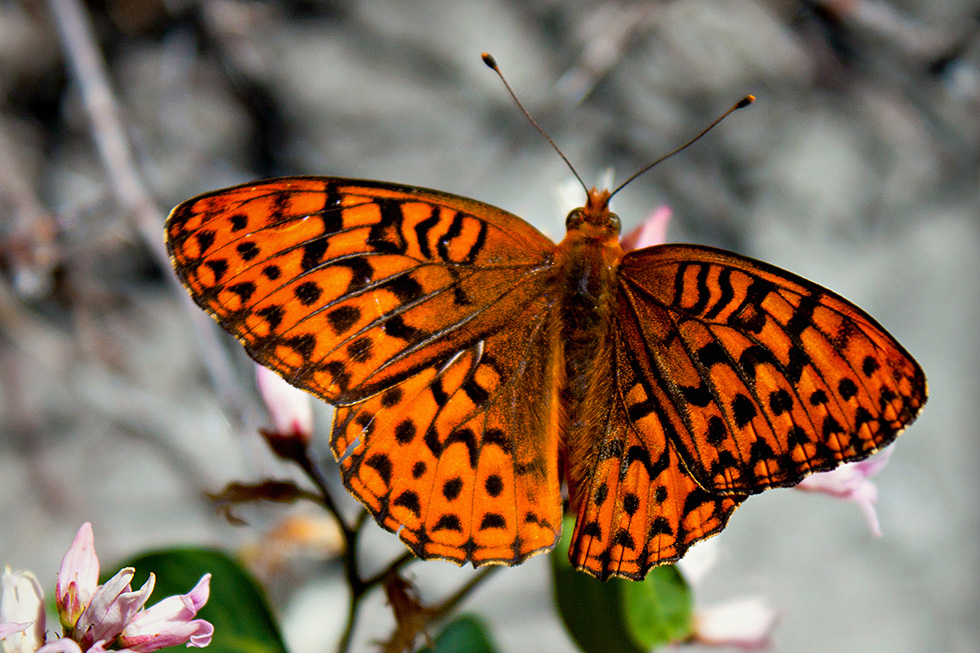 Great Spangled Fritillary – Oregon Conservation Strategy