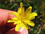 Howell’s Microseris – Oregon Conservation Strategy