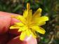 Howell’s Microseris – Oregon Conservation Strategy