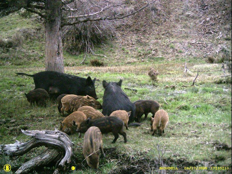 Invasive Species – Oregon Conservation Strategy