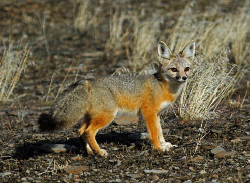 Kit Fox – Oregon Conservation Strategy