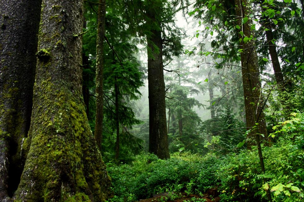 Late Successional Mixed Conifer Forests – Oregon Conservation Strategy