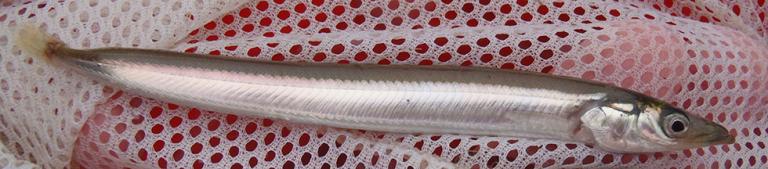 Pacific Sand Lance – Oregon Conservation Strategy