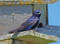 Purple Martin – Oregon Conservation Strategy