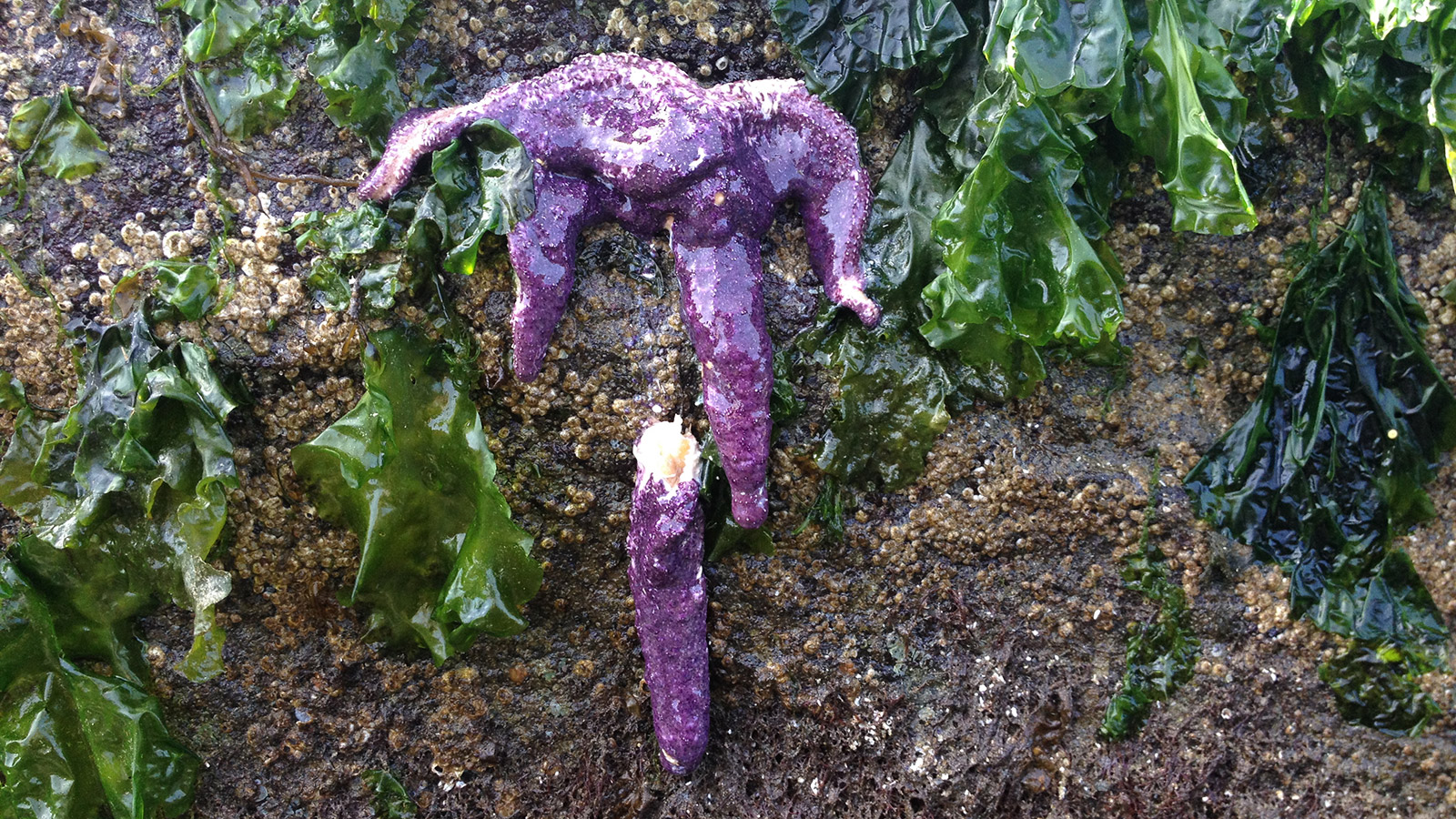 Strategy Spotlight: Sea Star Wasting Syndrome – Oregon Conservation ...