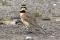 Streaked Horned Lark – Oregon Conservation Strategy
