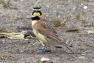 Streaked Horned Lark – Oregon Conservation Strategy