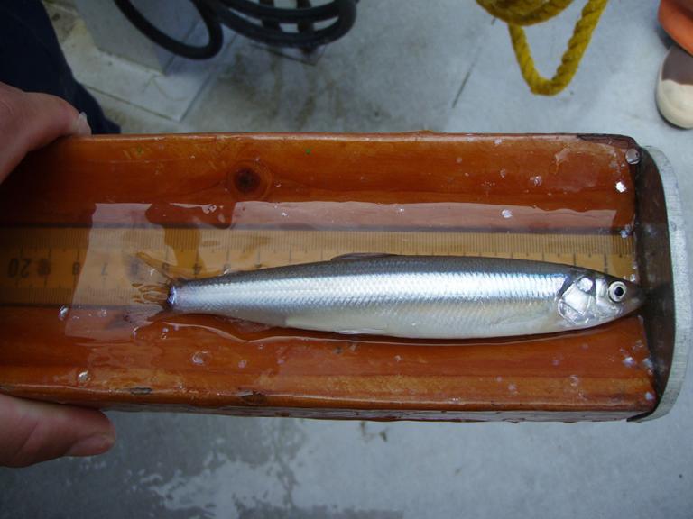 Surf Smelt – Oregon Conservation Strategy