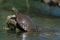 Northwestern Pond Turtle – Oregon Conservation Strategy
