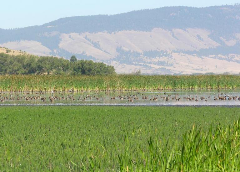 Wetlands – Oregon Conservation Strategy