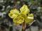 Wolf’s Evening Primrose – Oregon Conservation Strategy