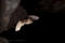 Long-legged Myotis – Oregon Conservation Strategy