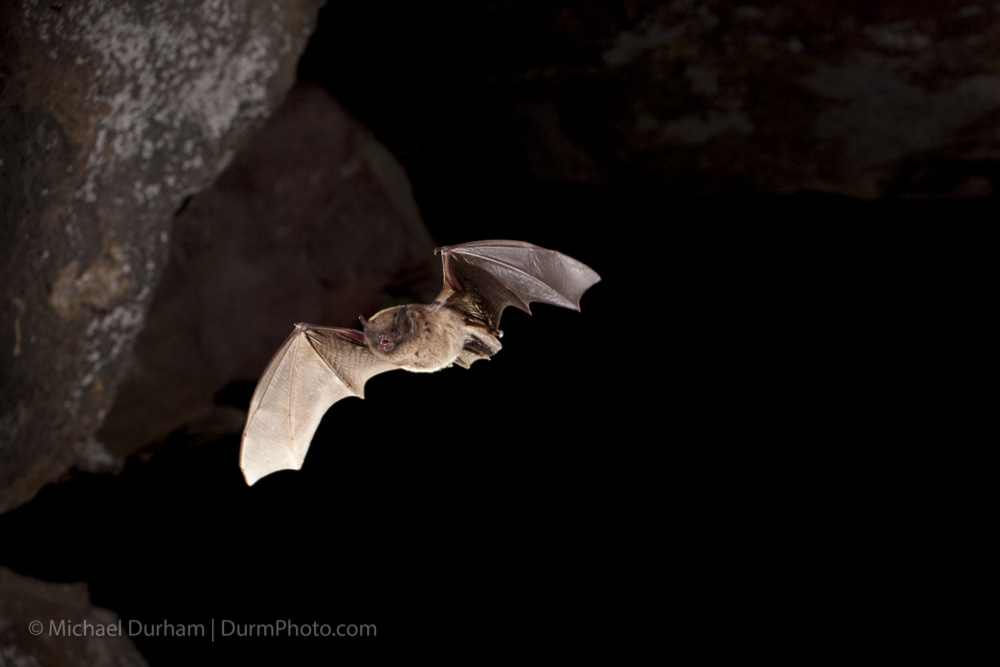 Long-legged Myotis – Oregon Conservation Strategy